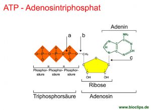 ATP – die Energiewährung in Zellen – Bioclips.de
