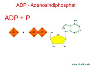 ATP – die Energiewährung in Zellen – Bioclips.de