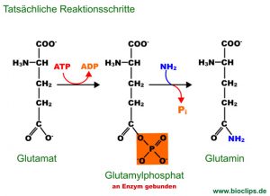 ATP – die Energiewährung in Zellen – Bioclips.de