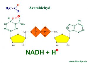 Wirkungsweise des Coenzyms NAD (Nicotinamid – adenin – dinucleotid) – Bioclips.de
