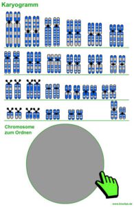 Das Karyogramm – die geordneten Chromosomen – Bioclips.de