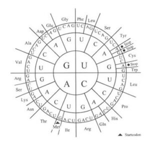 Der genetische Code – Bioclips.de